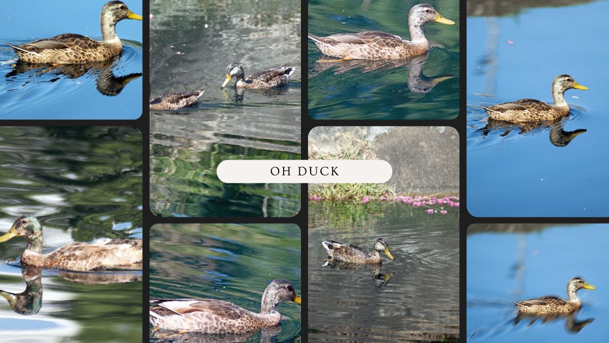 Oh Duck – Through Griffin’s Lens