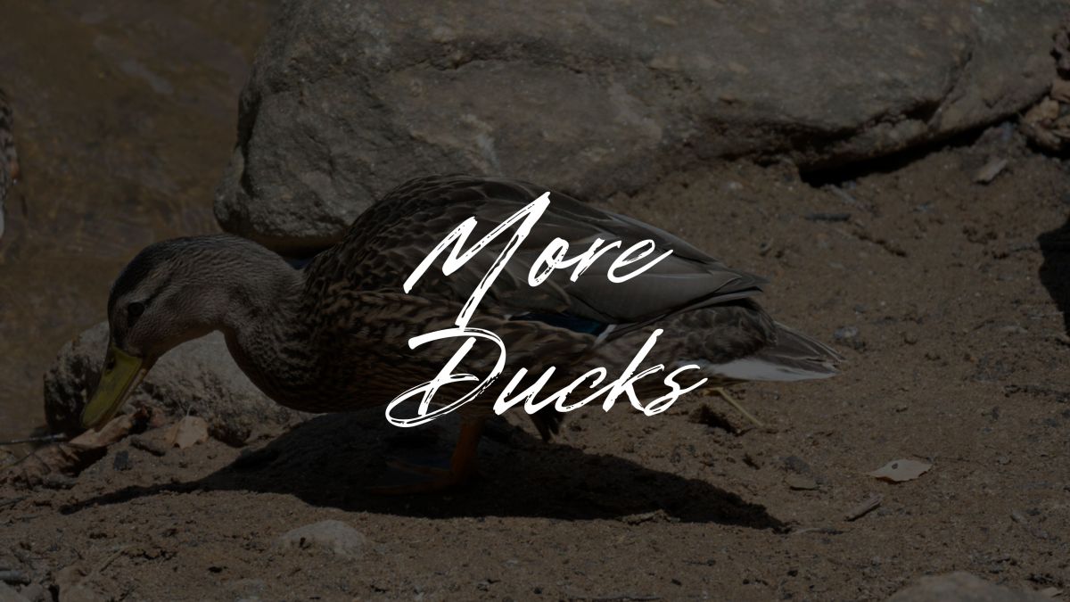 More Ducks – Through Griffin’s Lens